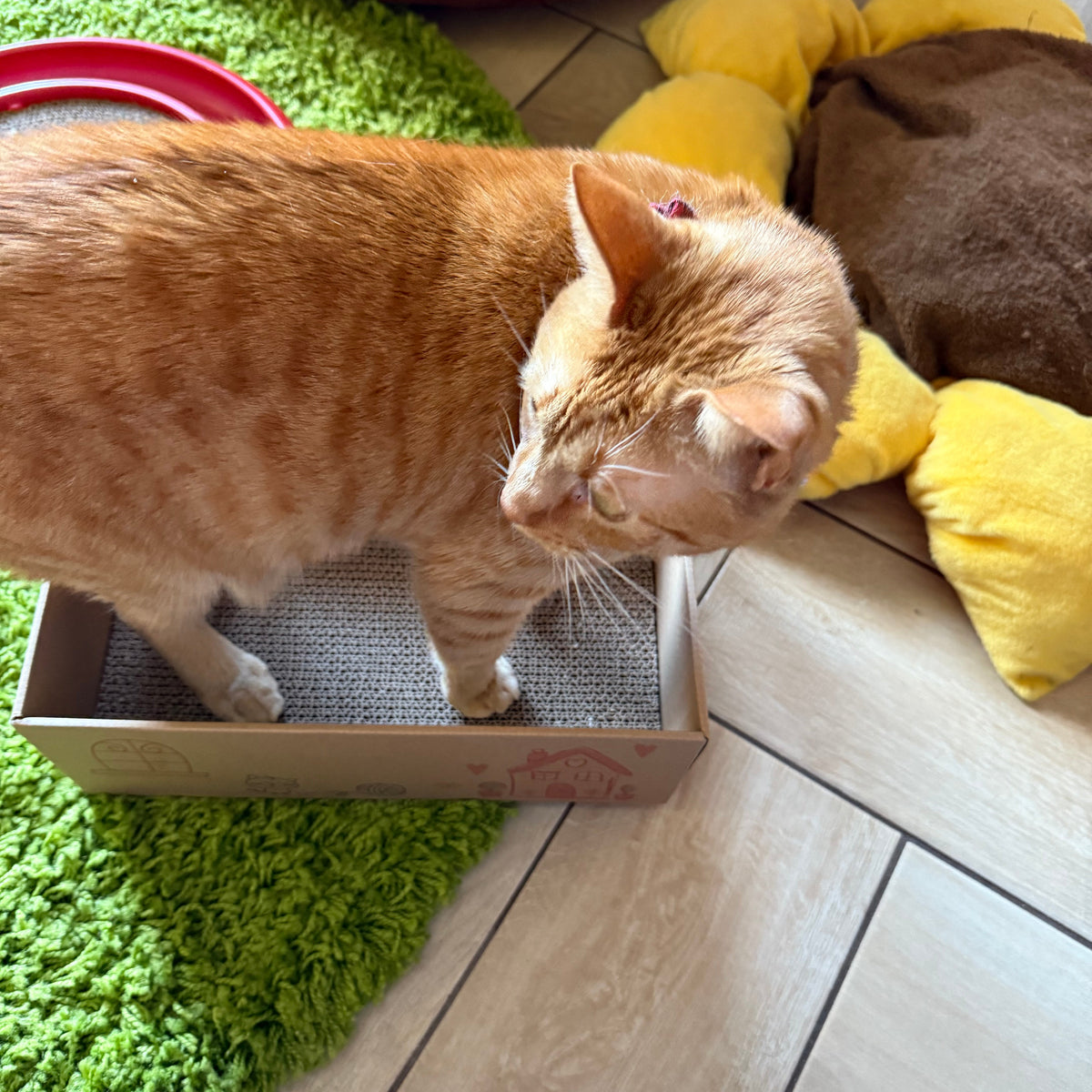 🐾 Timmy the Cat vs. The House: Why We Bought 6 Cardboard Scratch Pads ...